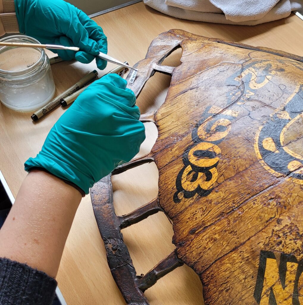 Conservation in Action – The Museum of Cambridge
